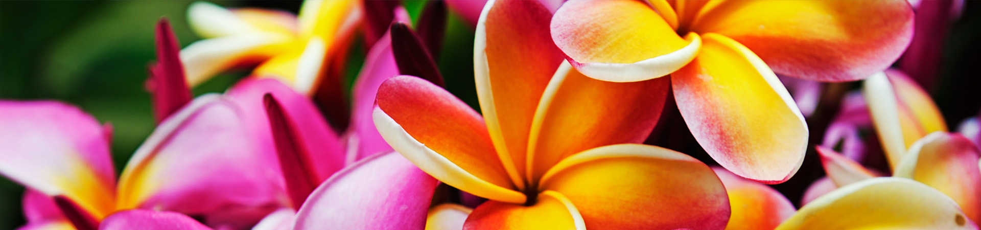 Cook Islands Travel Insurance | Get A Quote Online | SCTI NZ