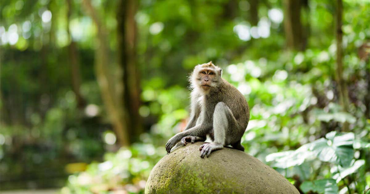 Bali Wildlife and Nature Guide | SCTI NZ