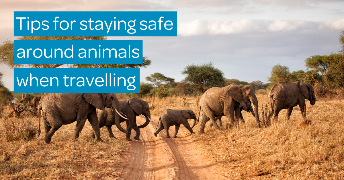 Tips for staying safe around animals when travelling | SCTI NZ