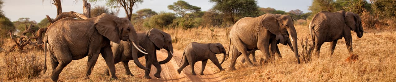 Tips for staying safe around animals when travelling | SCTI NZ